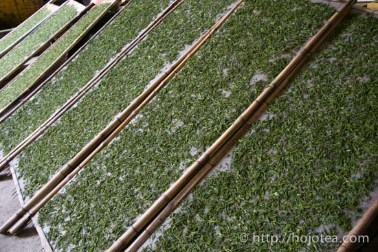 White Tea Processing | HOJO Online Speciality Tea Shop