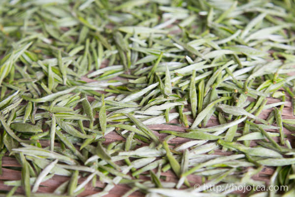 White Tea Processing | HOJO Online Speciality Tea Shop