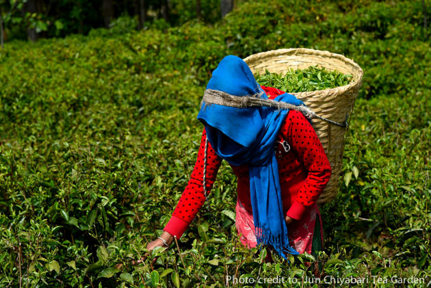 Nepal Tea | HOJO Online Speciality Tea Shop