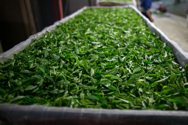 Japan | HOJO Online Speciality Tea Shop