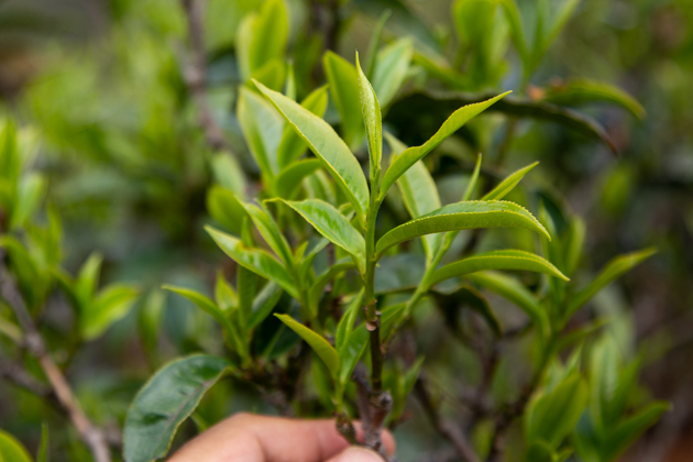 Origin of Tea | HOJO Online Speciality Tea Shop